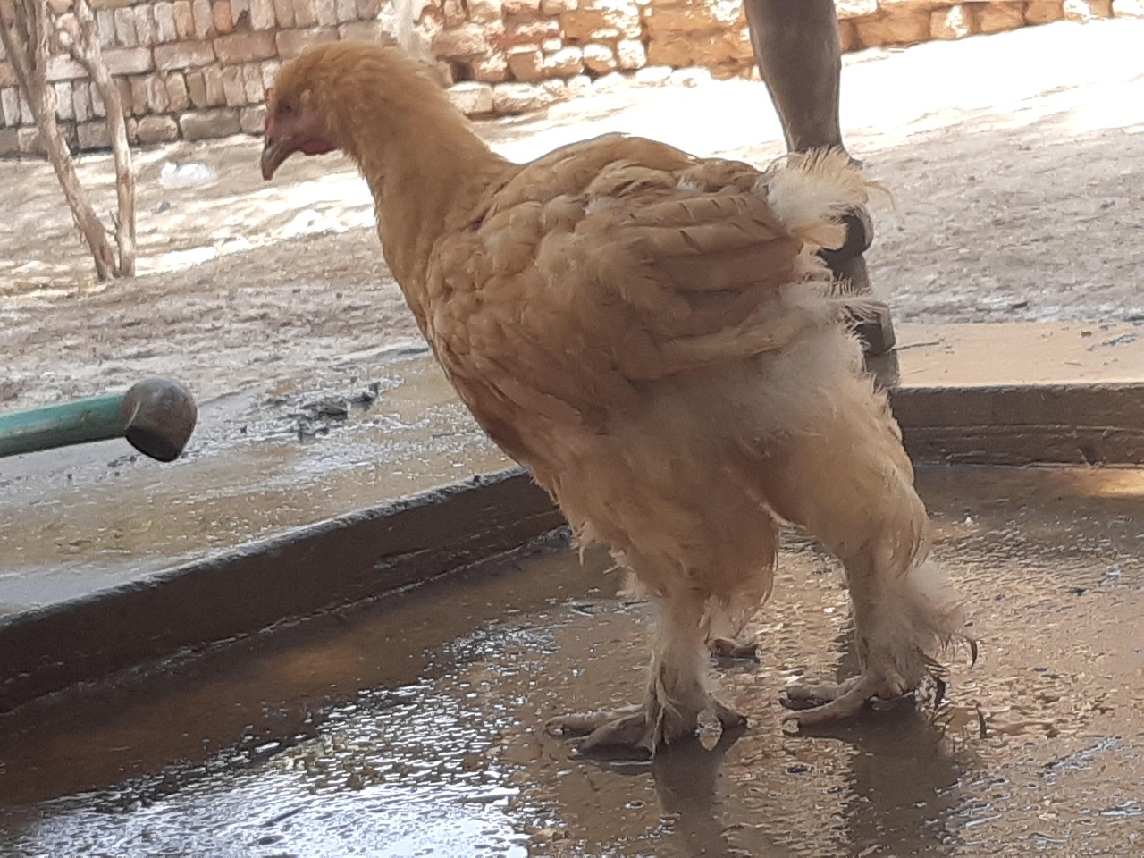 Hen Punjab - Free photo on Pixabay - Pixabay