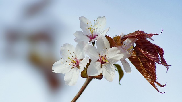 April Background Beauty - Free photo on Pixabay