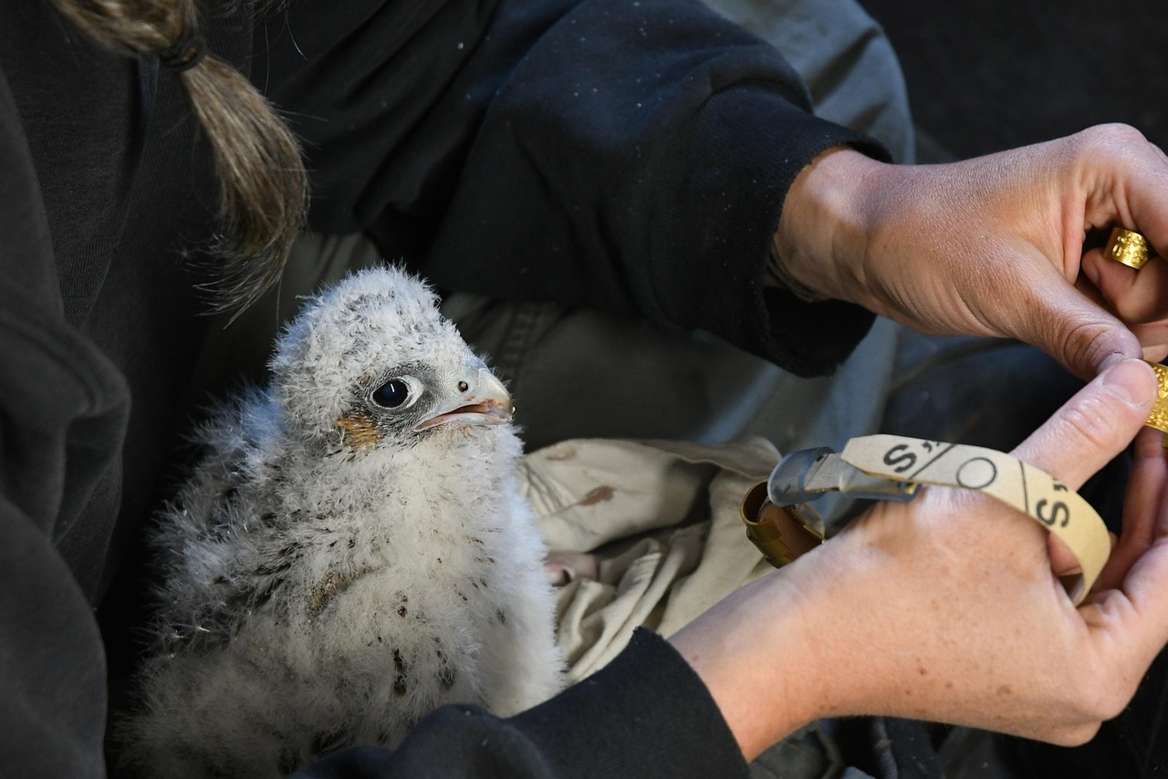 Un Joven Halcón Peregrino Polluelo - Foto gratis en Pixabay - Pixabay