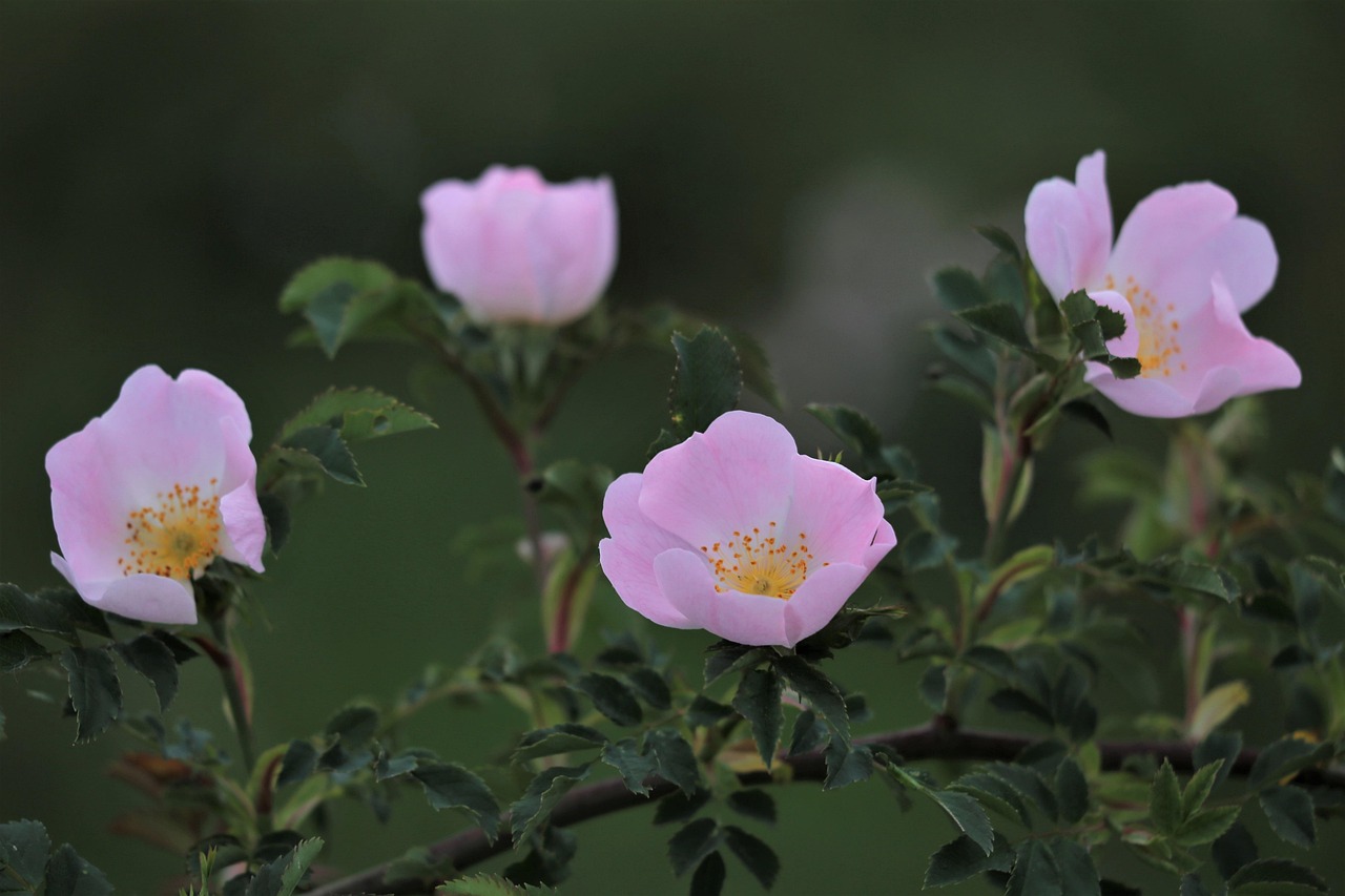 Dog Rose Flowers Pink Bush - Free photo on Pixabay - Pixabay