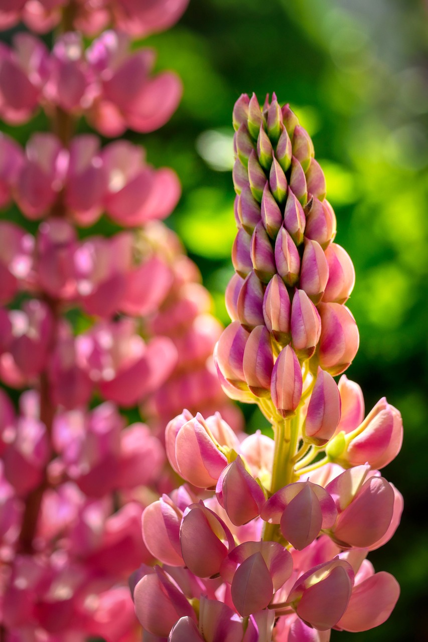Lupine Flower Blossom - Free photo on Pixabay - Pixabay