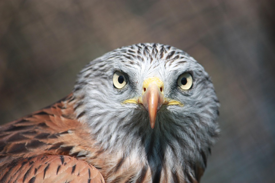 Milan Royal Auvergne Bird - Free photo on Pixabay - Pixabay