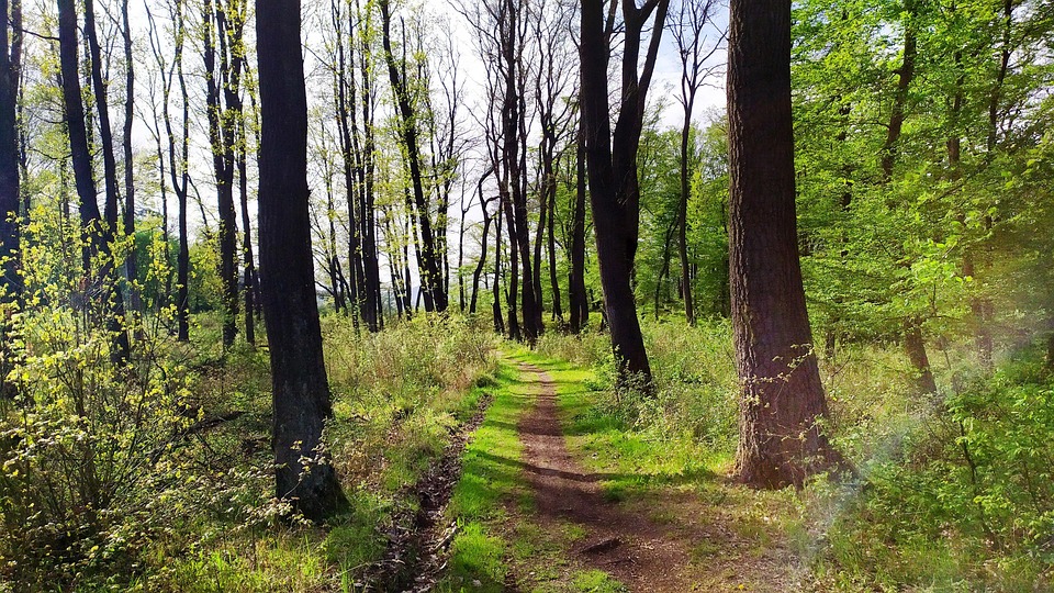 Nature Slovakia Forest - Free photo on Pixabay - Pixabay