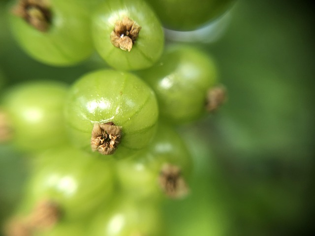 Garden Currant Green - Free photo on Pixabay - Pixabay