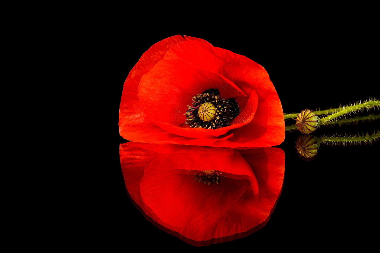 Poppy Bunga Merah - Foto gratis di Pixabay - Pixabay