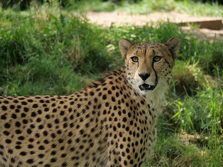4+ Free Mammel & Animal Images - Pixabay