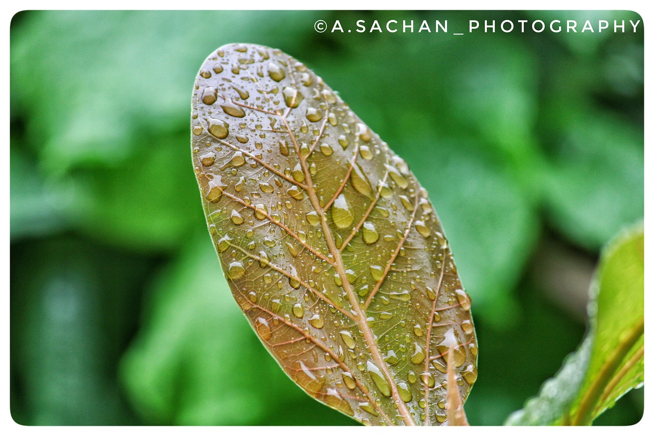 Leaf Rain - Free photo on Pixabay - Pixabay