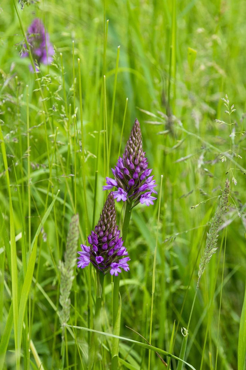 Orchidee Wilde Bloemen - Gratis foto op Pixabay - Pixabay