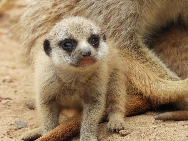 Ground Squirrel Zoo Cute - Free photo on Pixabay - Pixabay