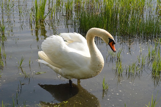 Swan Water Bird Animal - Free photo on Pixabay - Pixabay