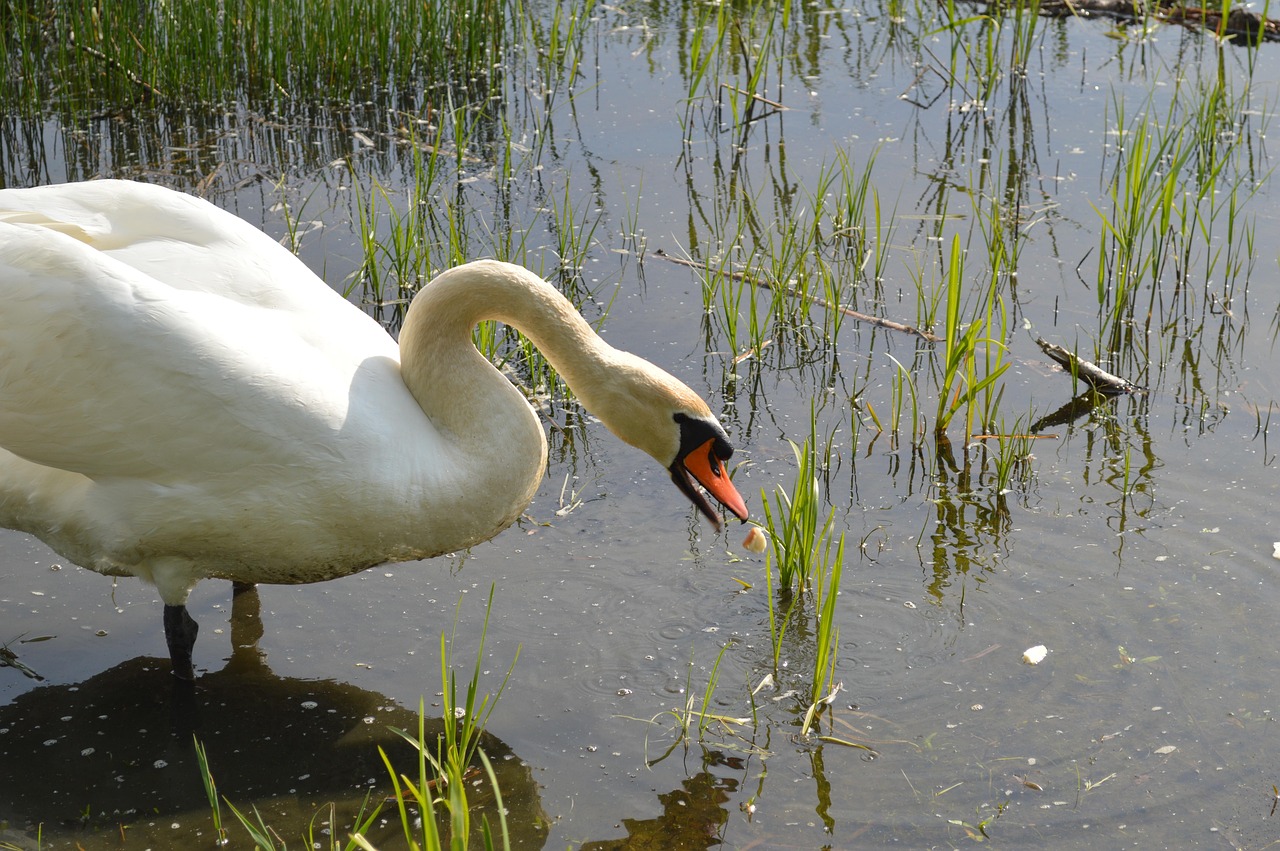 Swan Water Bird Animal - Free photo on Pixabay - Pixabay