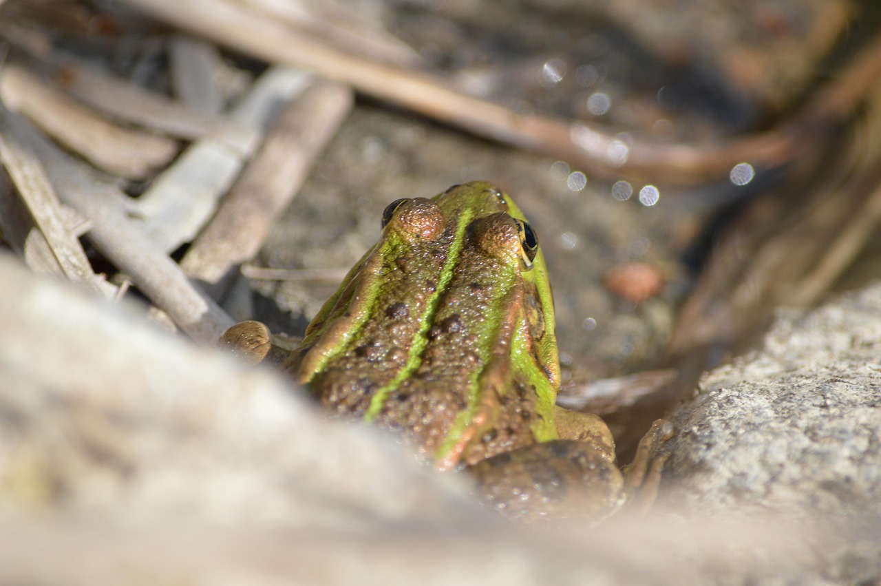 Frog Animal Riverbank Water - Free photo on Pixabay - Pixabay