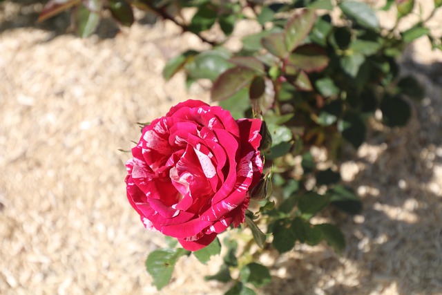 Ruusu Kukka Luonne - Ilmainen valokuva Pixabayssa - Pixabay