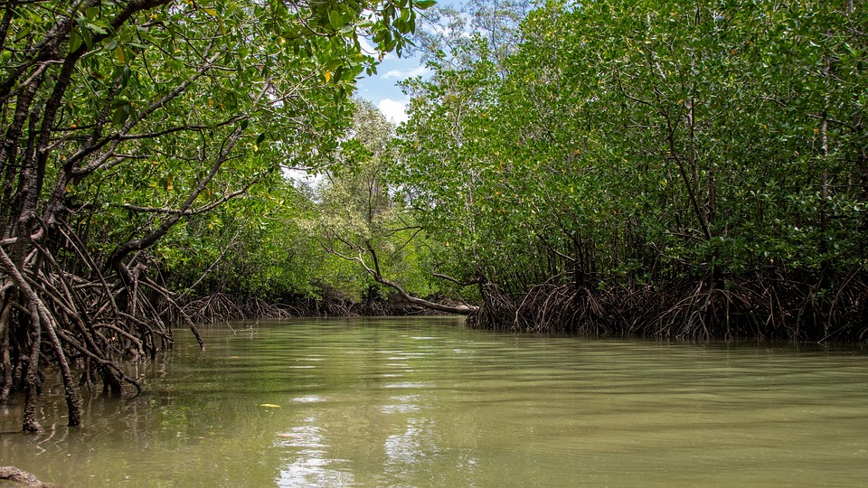 Bakau Pohon Batu - Foto gratis di Pixabay