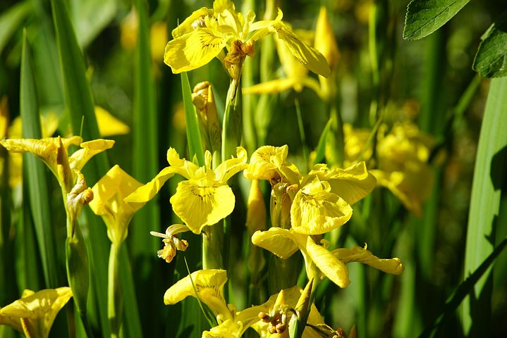 40+ Free Swamp Iris & Flower Images