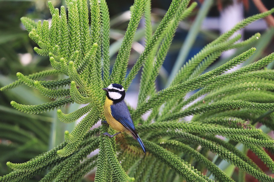 Blue African Tit Bird Cute - Free photo on Pixabay - Pixabay