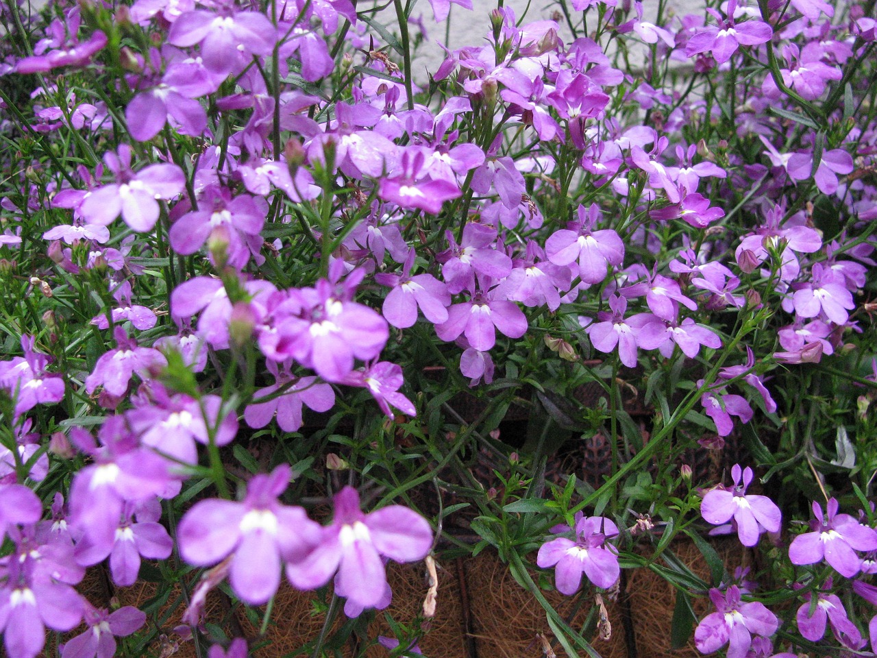 Mauve Fleurs Jardin - Photo gratuite sur Pixabay - Pixabay