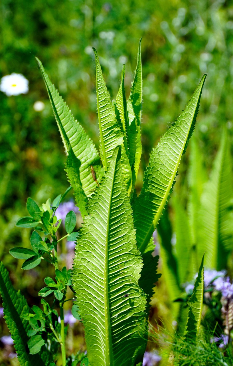 30,000+ Free Tobacco Leaves & Tobacco Images - Pixabay