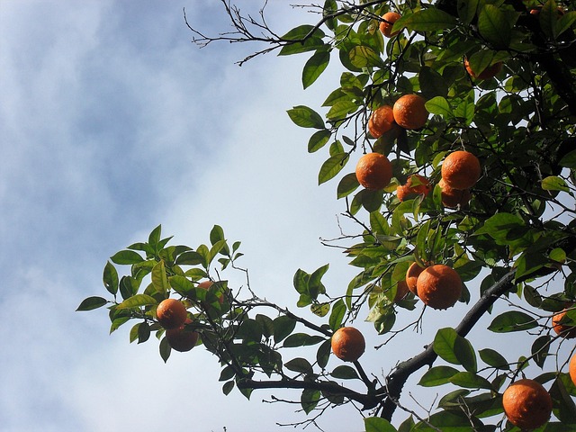 Orange Oranger Arbre - Photo gratuite sur Pixabay - Pixabay