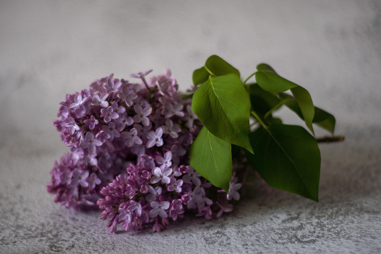 Lilac Branch Tree - Free photo on Pixabay - Pixabay