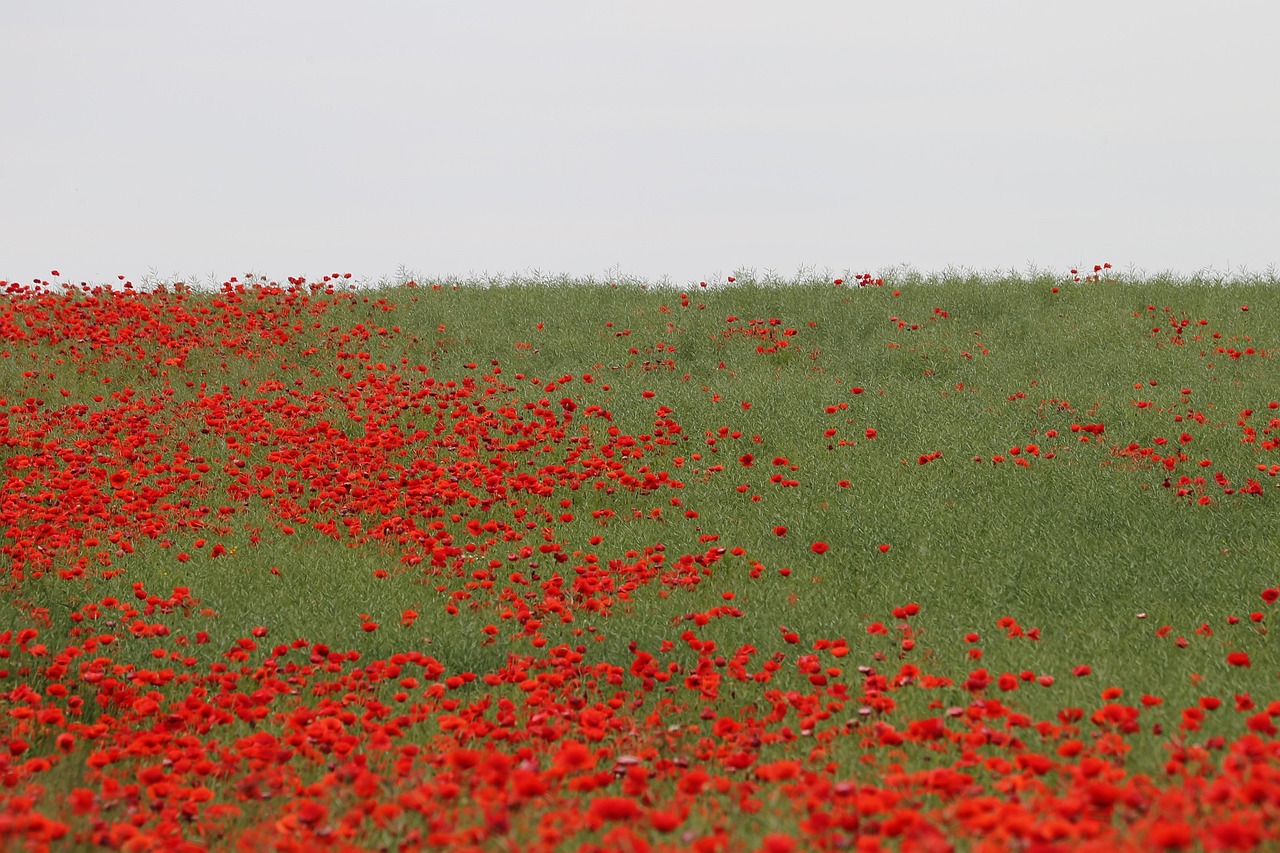 Red Poppies Rapeseed Field - Free photo on Pixabay - Pixabay