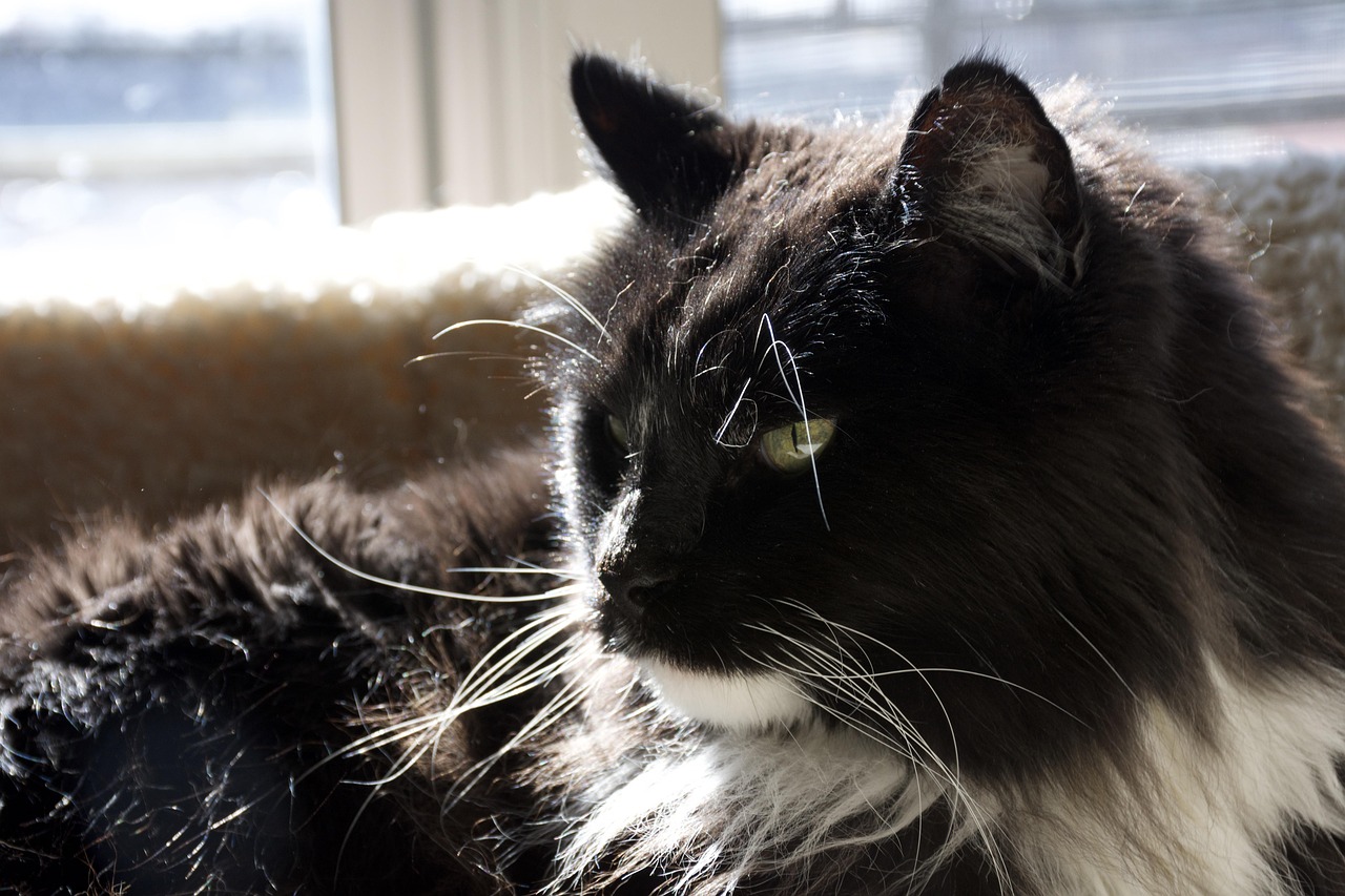 Cat Tuxedo Relaxing - Free photo on Pixabay - Pixabay