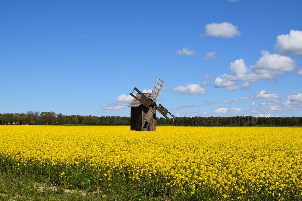 Windmill Field Oilseed Crop - Free photo on Pixabay