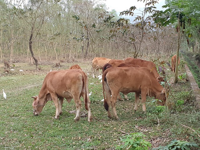 Cattle Taiwan Yellow Herd - Pixabay上的免费照片 - Pixabay