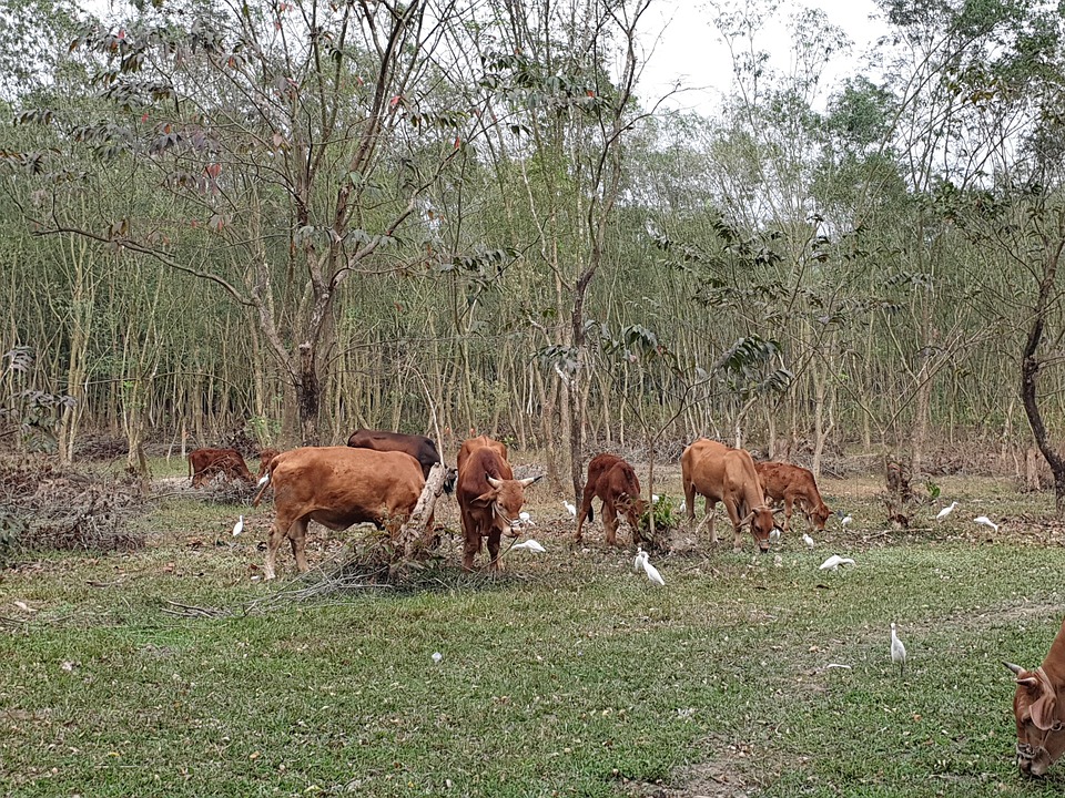 Cattle Taiwan Yellow Herd - Pixabay上的免费照片 - Pixabay