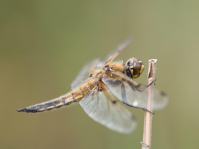 Dragon-Fly Macro Close Up Flying - Free photo on Pixabay