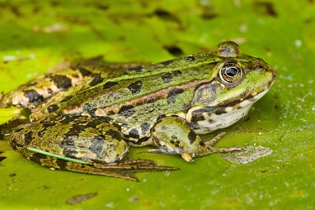 40,000+ Free Frog Wallpaper & Frog Images - Pixabay