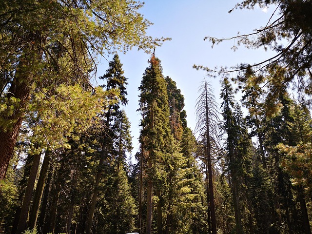 Parcul Sequoia California Copaci - Fotografie gratuită pe Pixabay - Pixabay