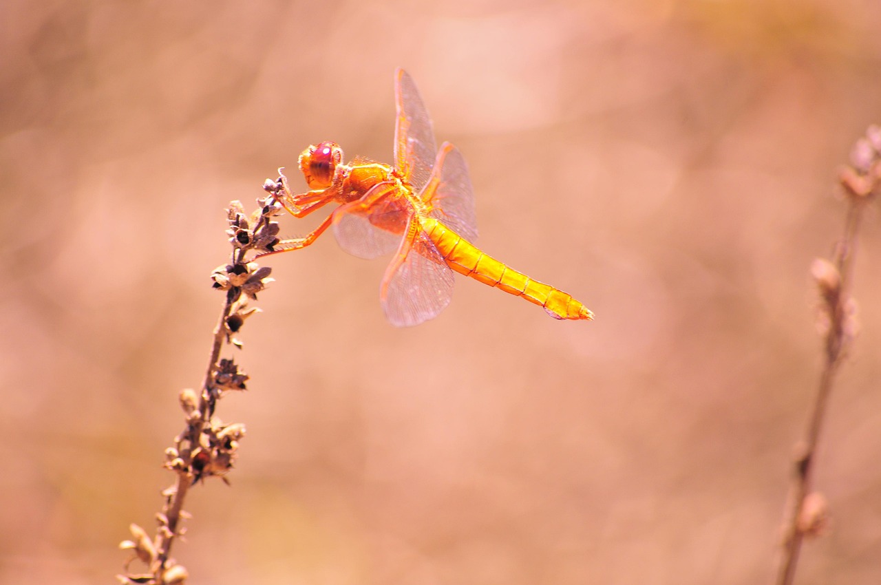 Dragonfly Fly Flying - Free photo on Pixabay - Pixabay