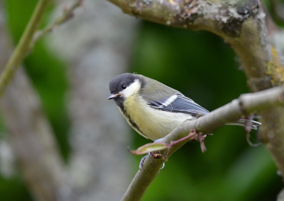 Tit Bird Branch - Free photo on Pixabay