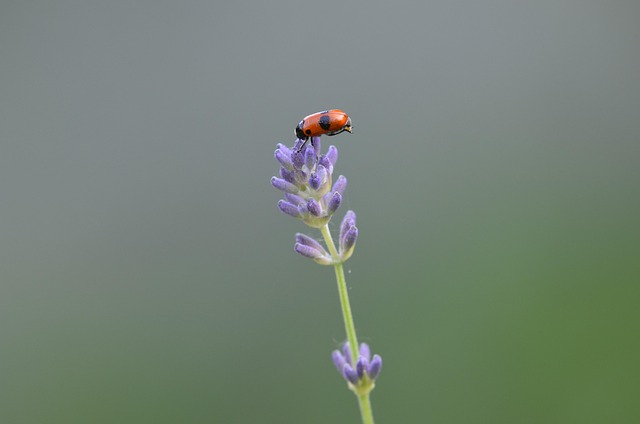 Insect Lavender - Free photo on Pixabay