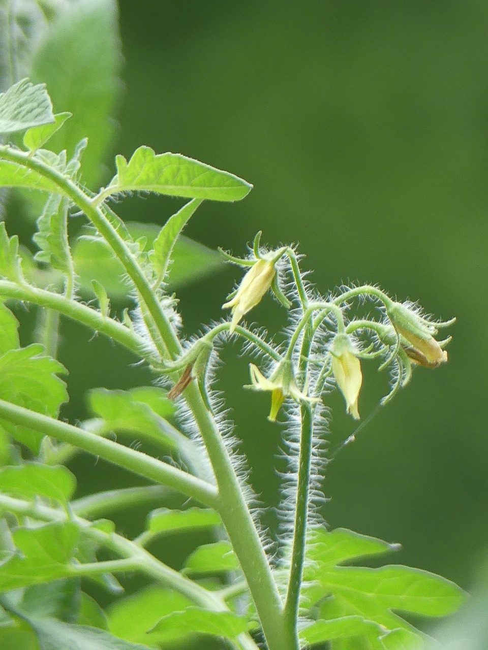 Tomato Plant Flower - Free photo on Pixabay - Pixabay
