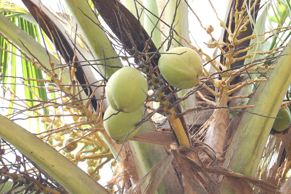 Coconut Tree Leaf Outdoor - Free photo on Pixabay - Pixabay