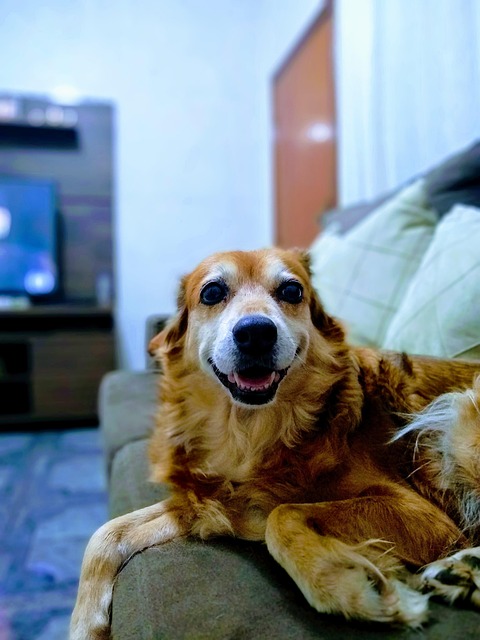 Cachorro Cachorra - Foto gratuita no Pixabay - Pixabay