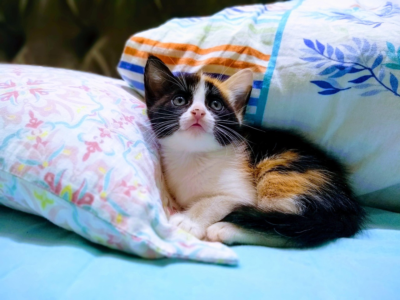 Gata Kitten - Free photo on Pixabay - Pixabay