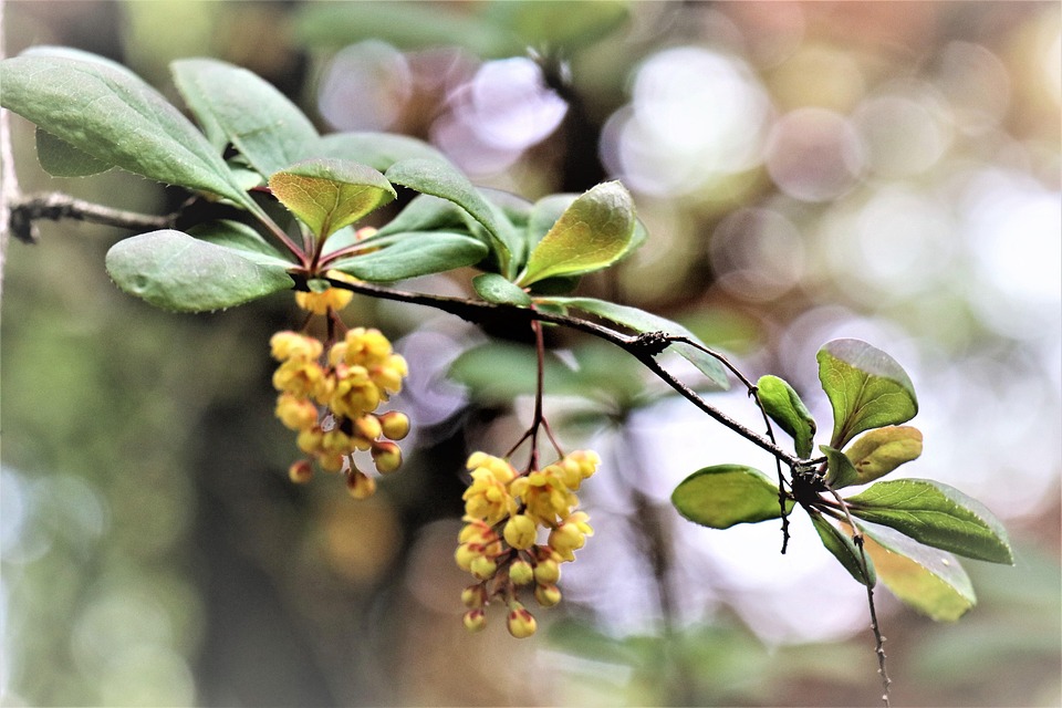 Bush Brin Nature - Photo gratuite sur Pixabay - Pixabay