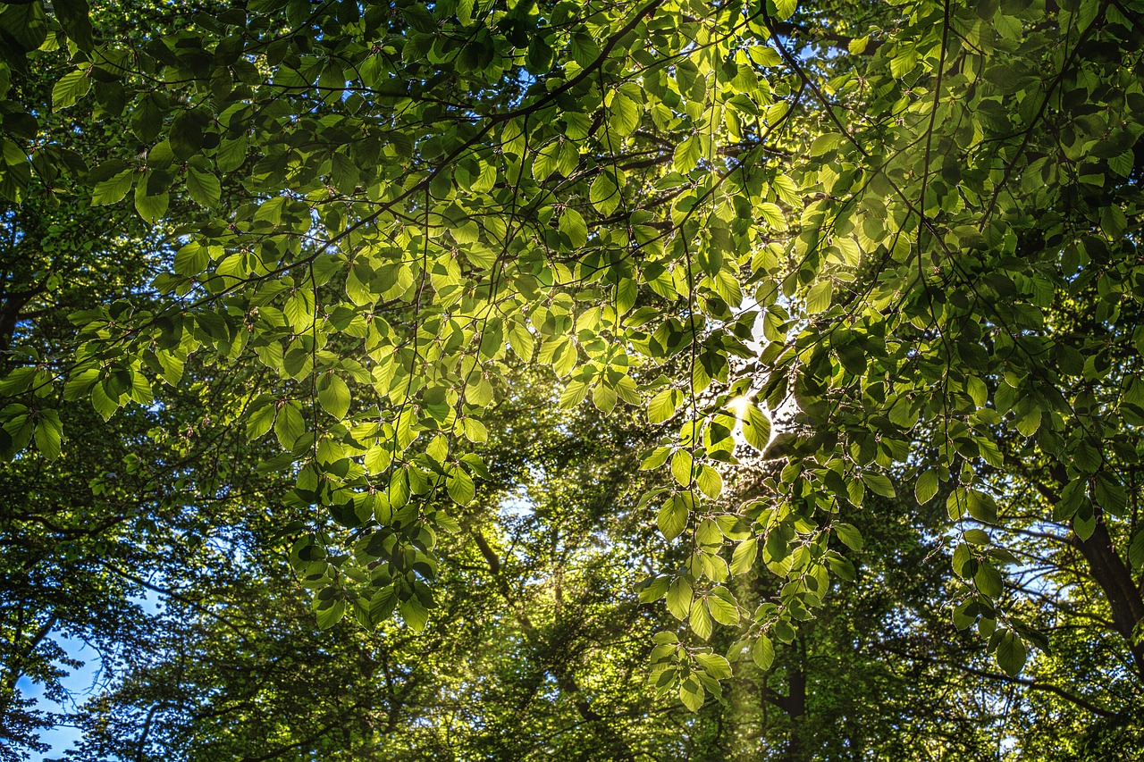 Folhas Floresta Faia - Foto gratuita no Pixabay - Pixabay