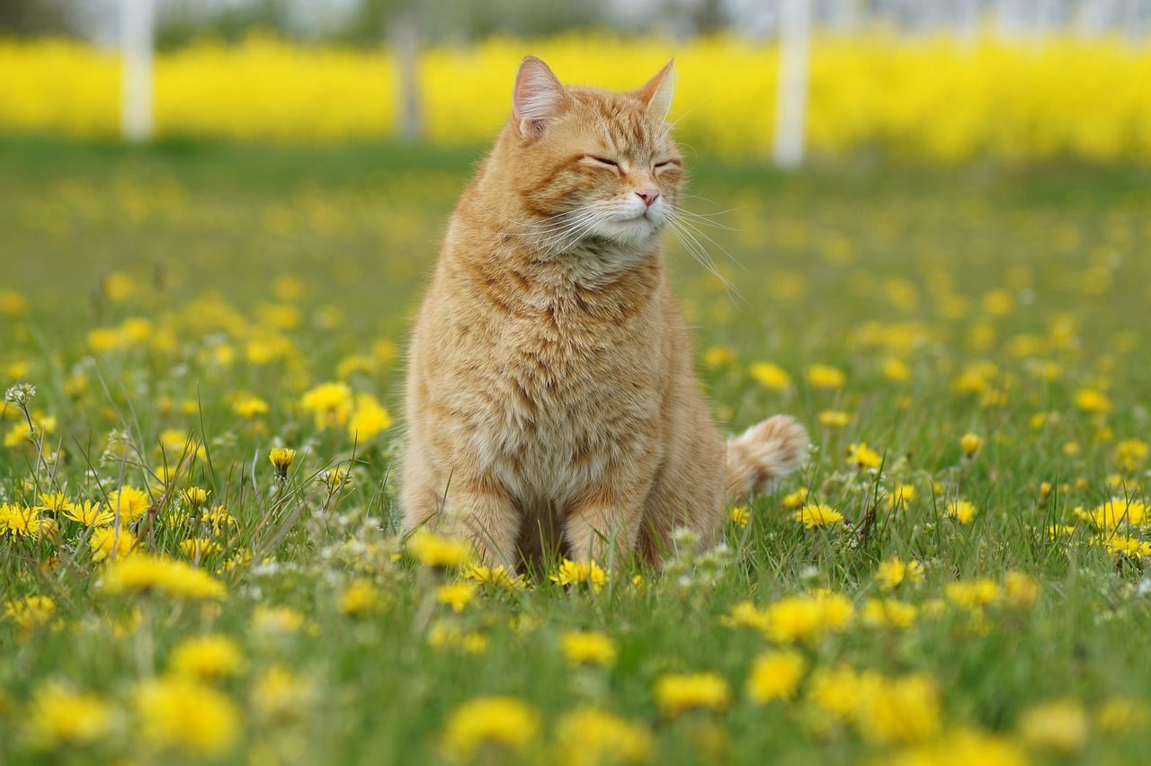Cat Red Tiger - Free photo on Pixabay - Pixabay