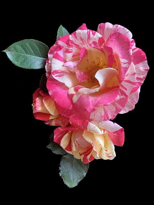 Des Roses Rose Panaché - Photo gratuite sur Pixabay - Pixabay