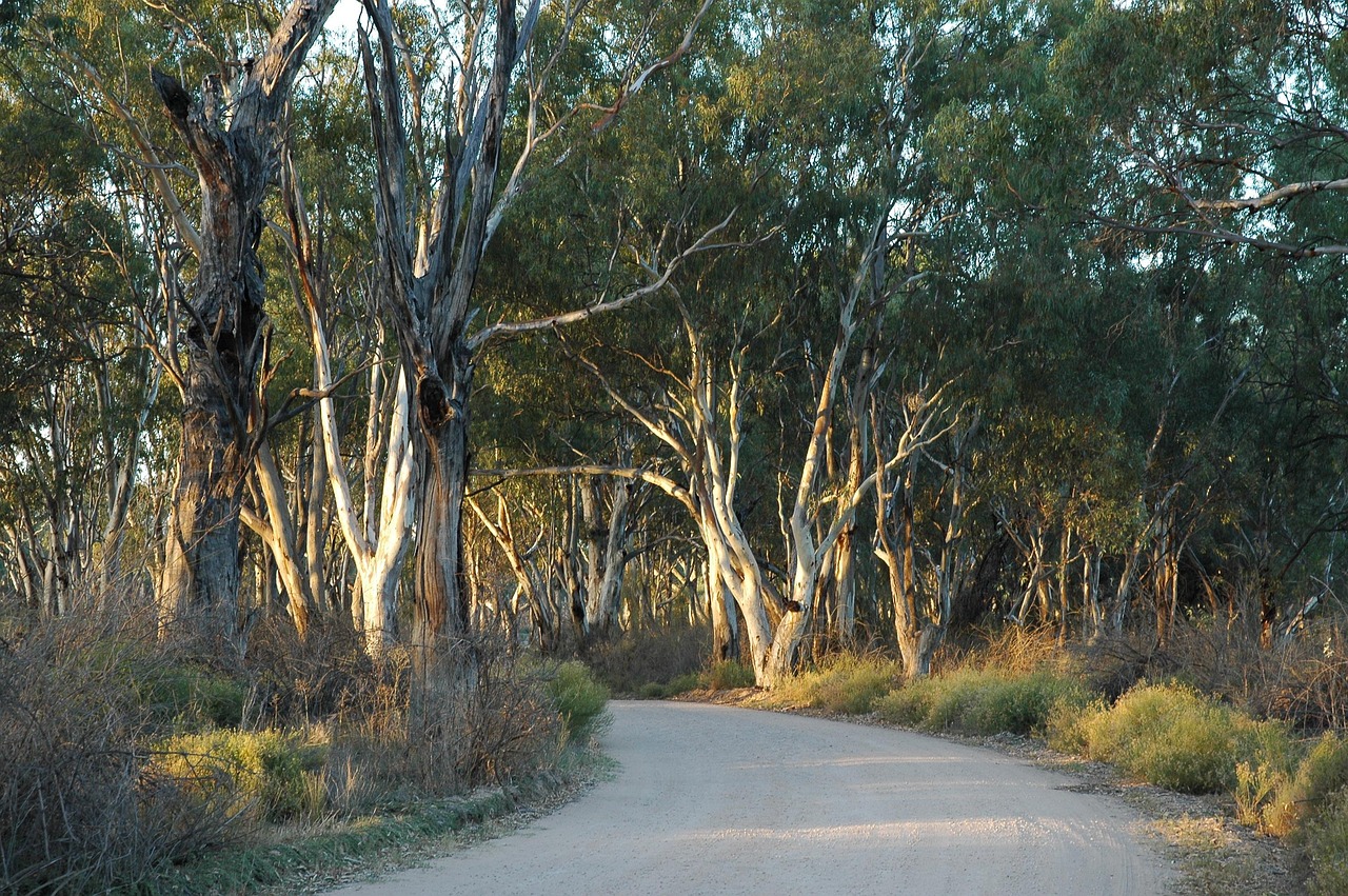 Dirt Road Gum Trees - Free photo on Pixabay - Pixabay
