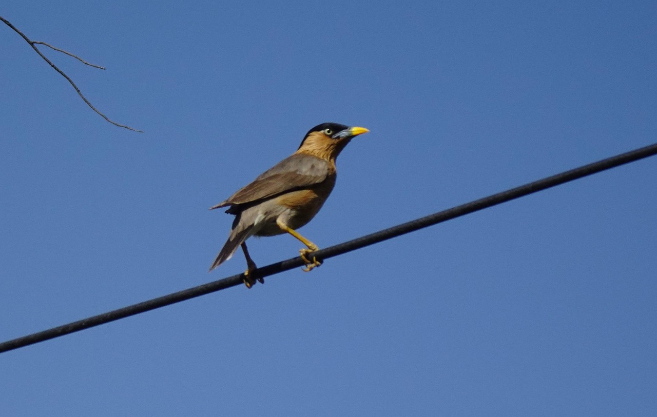 Bird Brahminy Myna Starling - Free photo on Pixabay