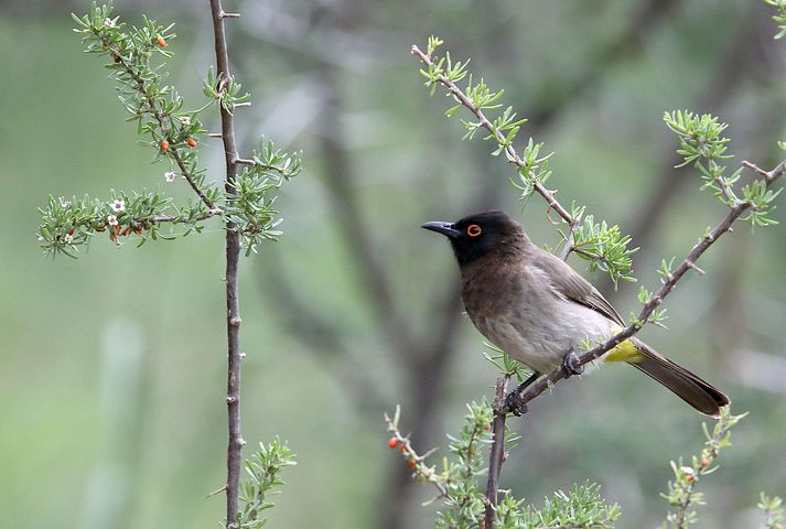 200+ Free Bulbul & Bird Images - Pixabay