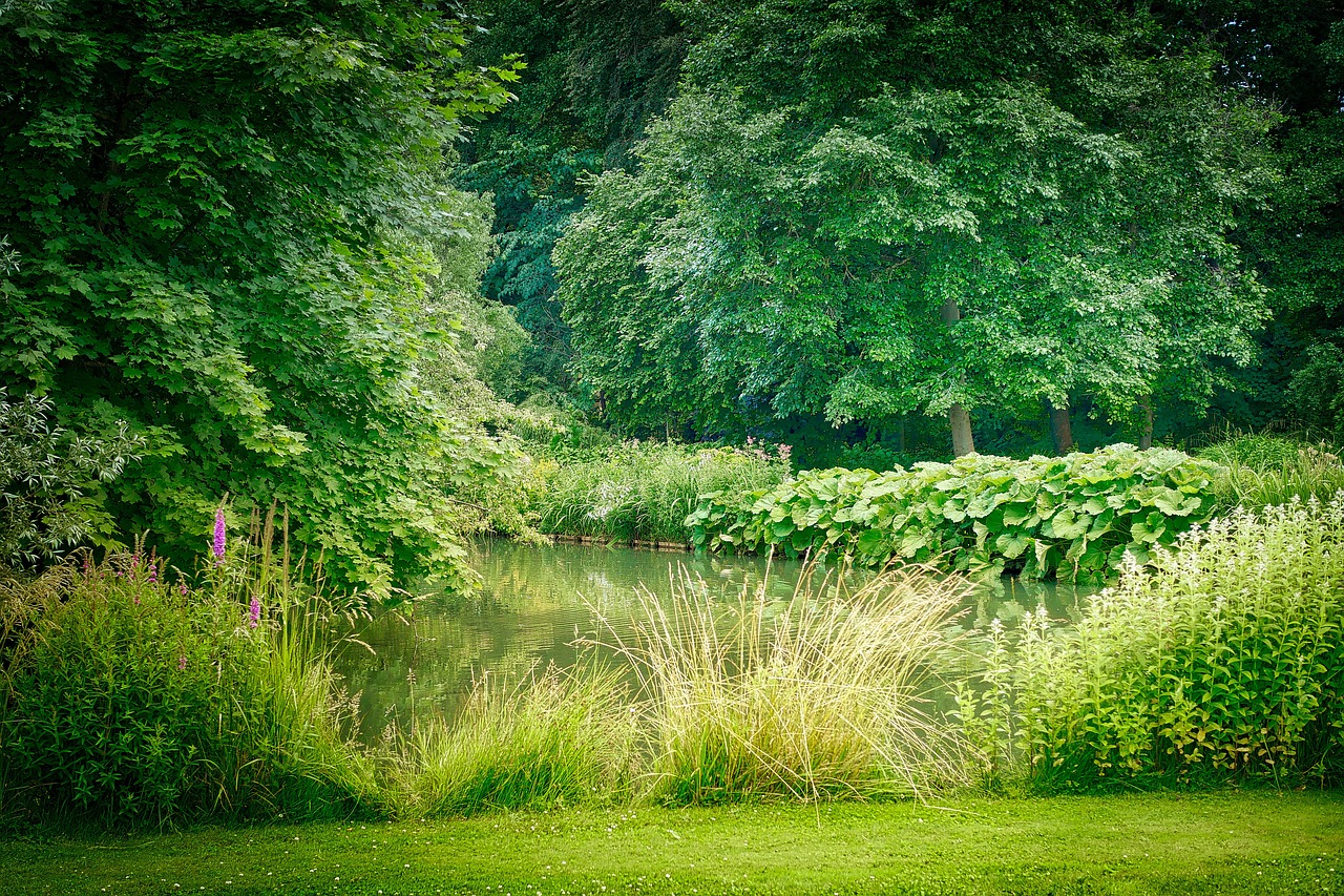 Forest Glade - Free photo on Pixabay - Pixabay