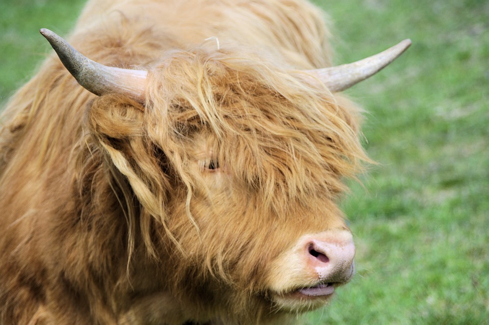 Animal Mammifère Ruminant - Photo gratuite sur Pixabay - Pixabay