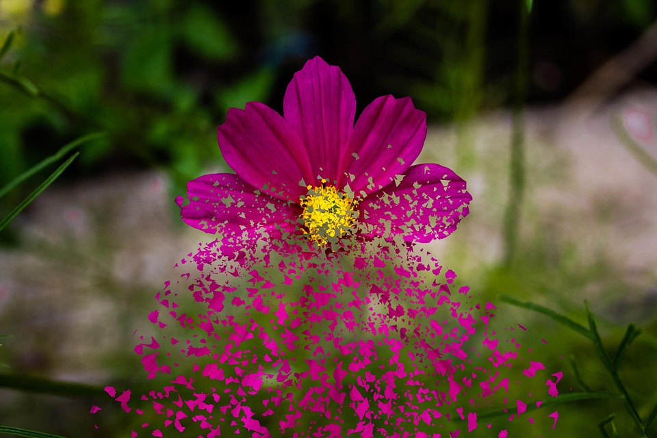 Flower Garden Shredded - Free photo on Pixabay - Pixabay