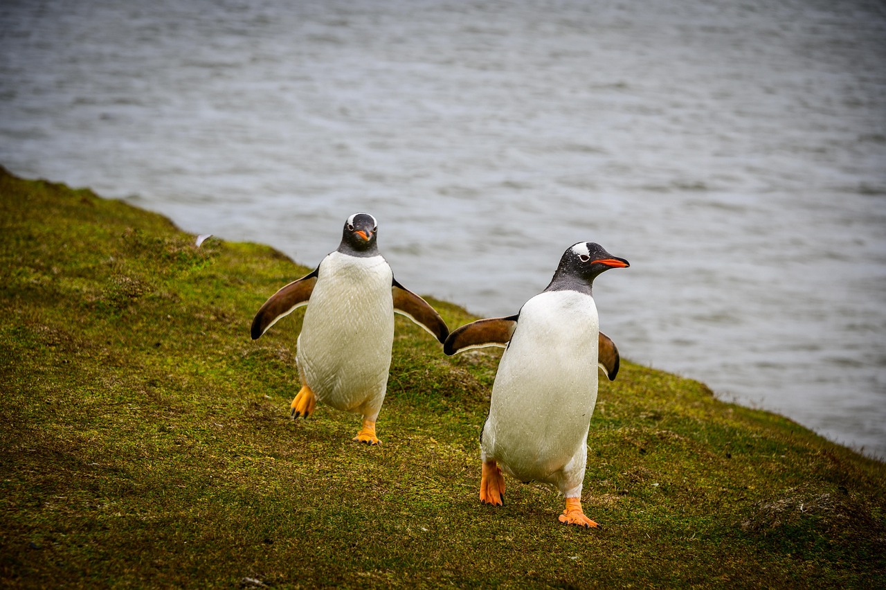 400+ Free Antarctica & Penguin Images - Pixabay